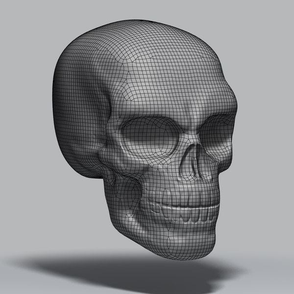 3d model human skull