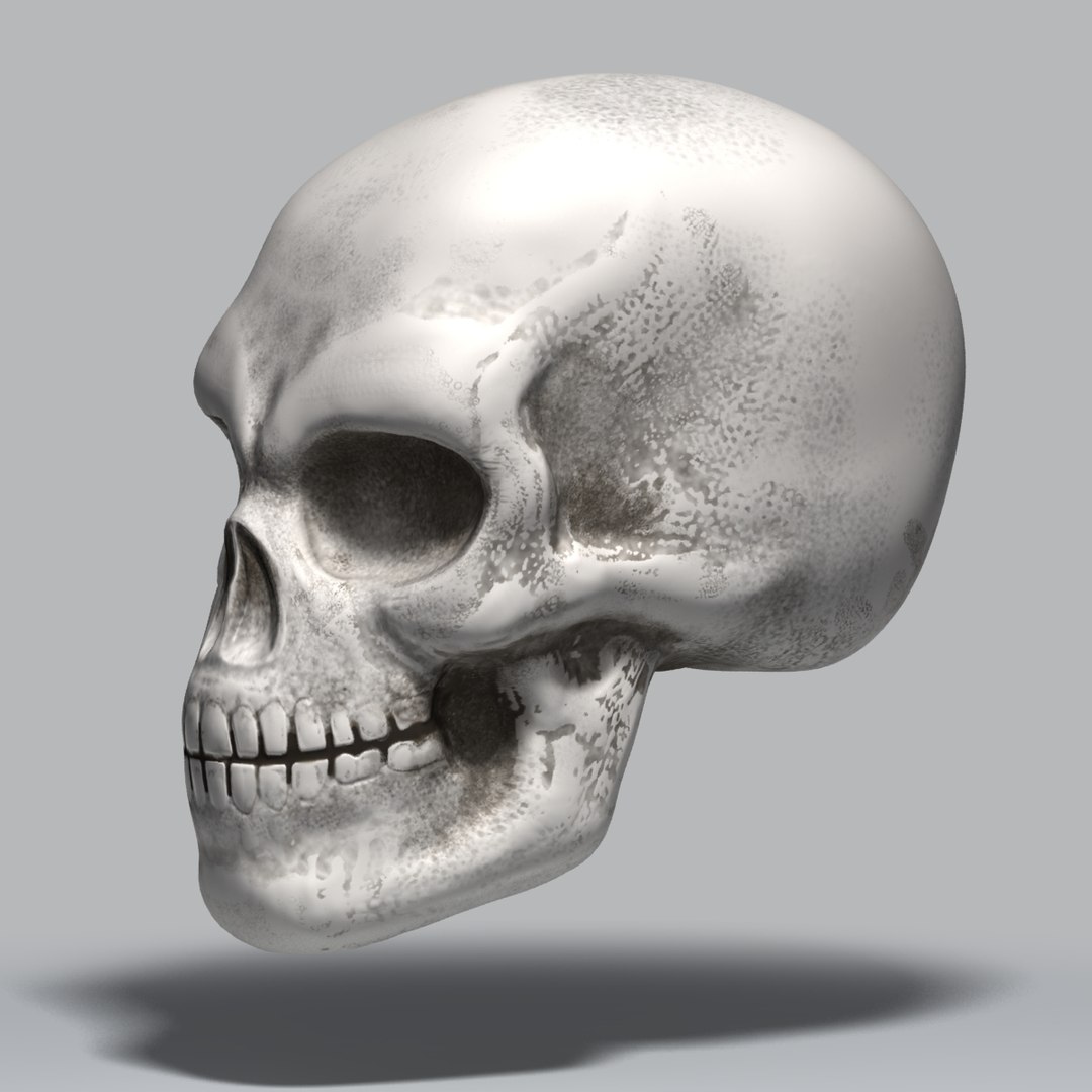 3d model human skull