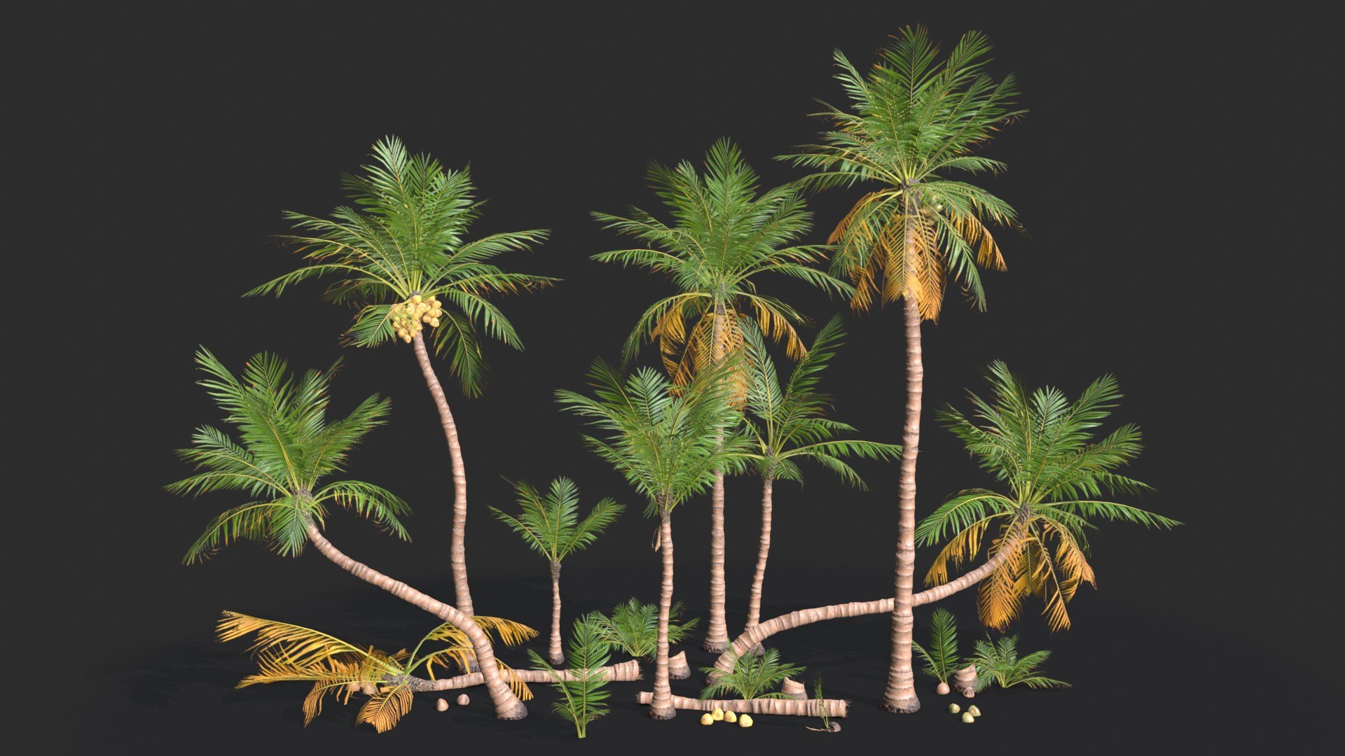 3D model Modular Coconut Palm Trees - Cocos Nucifera - TurboSquid 1982455