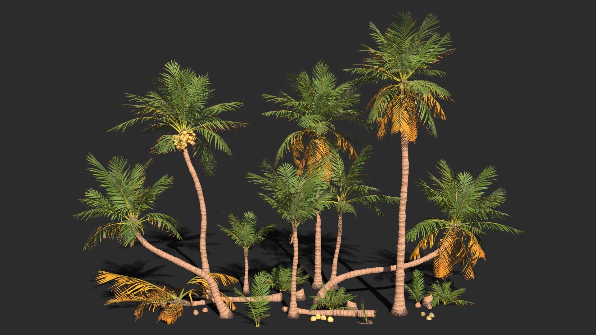 3D model Modular Coconut Palm Trees - Cocos Nucifera - TurboSquid 1982455