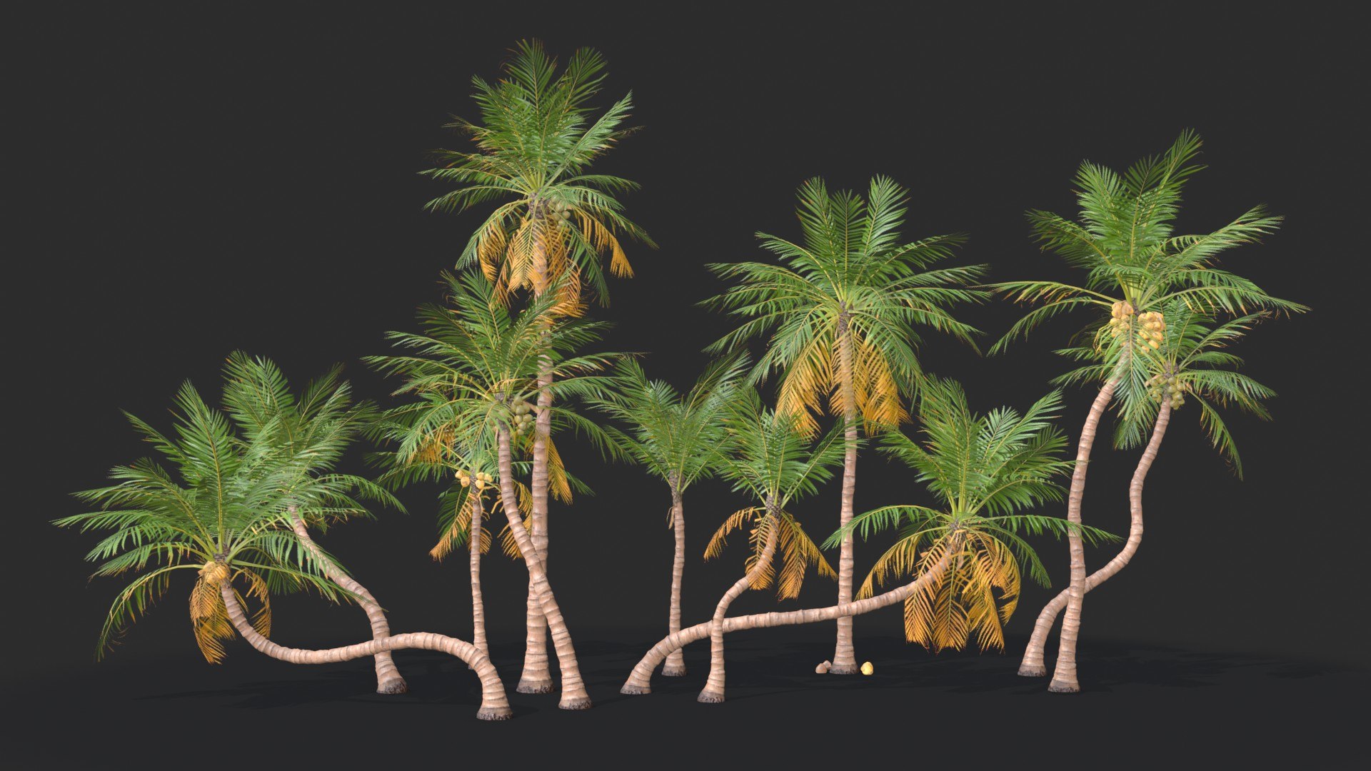 3D model Modular Coconut Palm Trees - Cocos Nucifera - TurboSquid 1982455