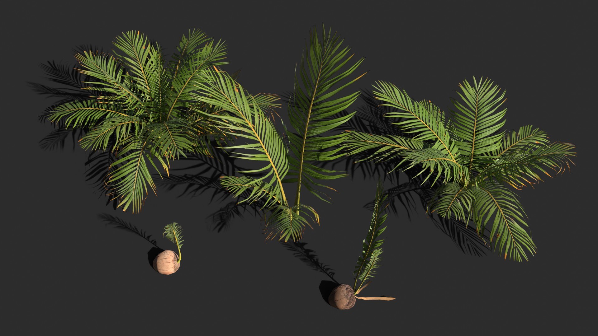 3D model Modular Coconut Palm Trees - Cocos Nucifera - TurboSquid 1982455