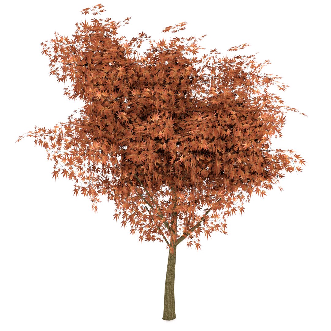 3dsmax Realistic Maple Tree Autumn