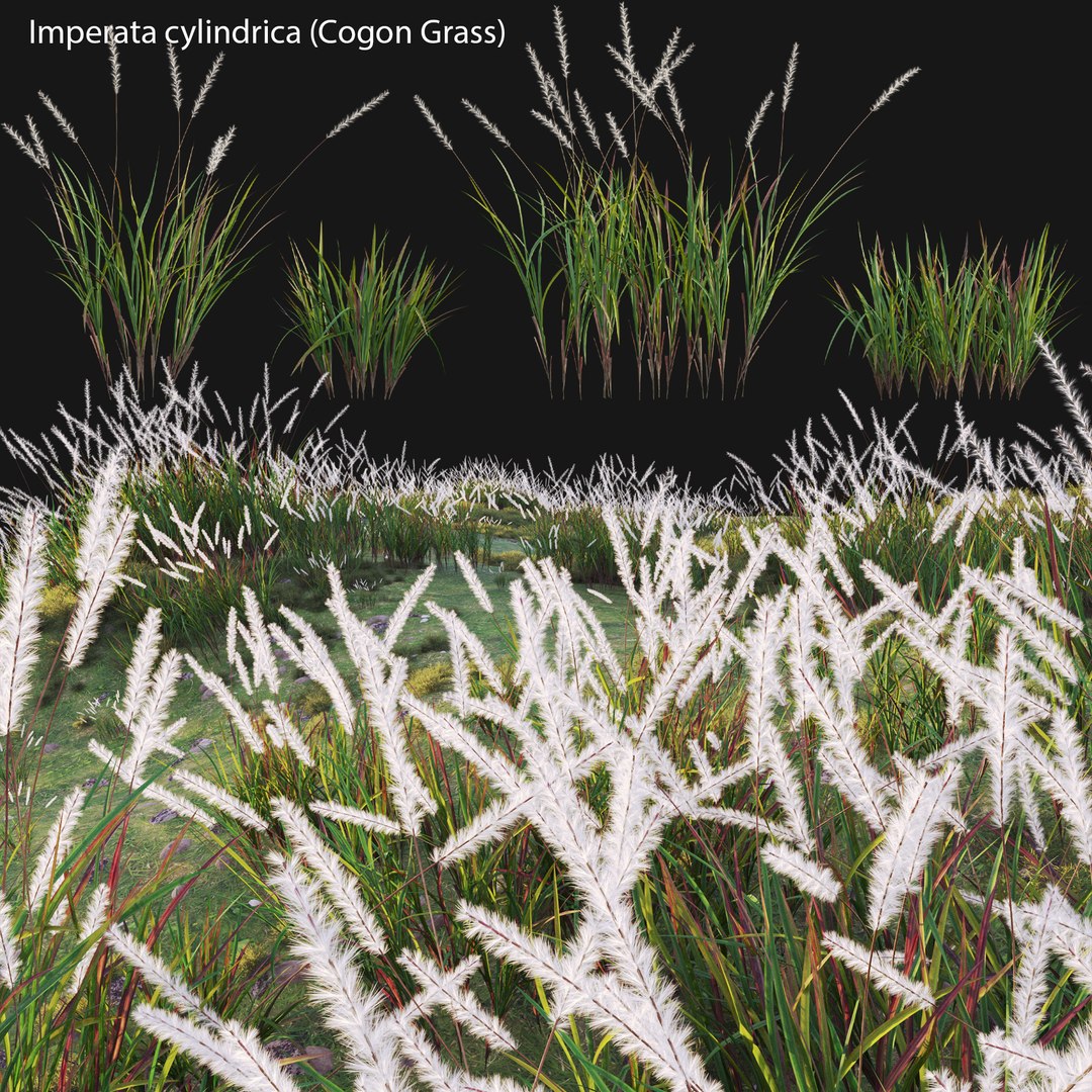 Imperata Cylindrica - Cogon Grass Model - TurboSquid 1976031