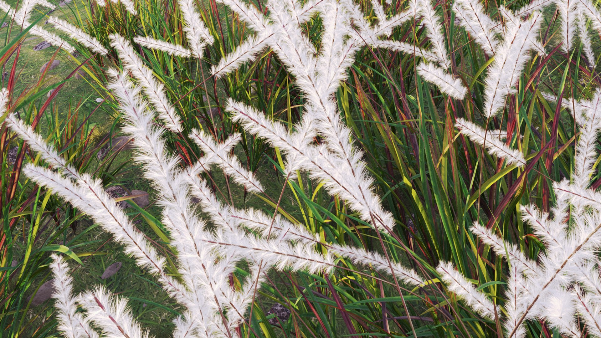 Imperata Cylindrica - Cogon Grass Model - TurboSquid 1976031