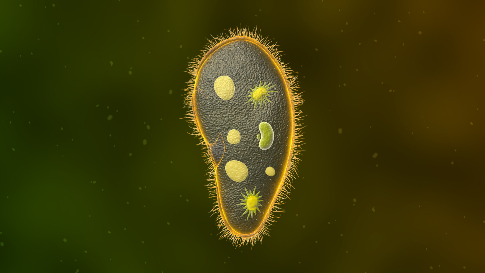 Paramecium Protozoa 3D Model - TurboSquid 2180178