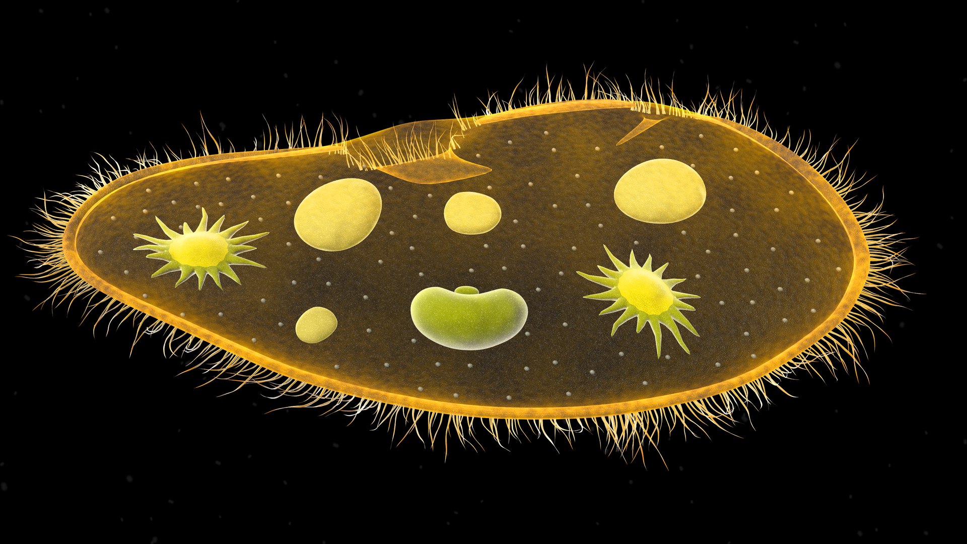 Paramecium Protozoa 3D Model - TurboSquid 2180178