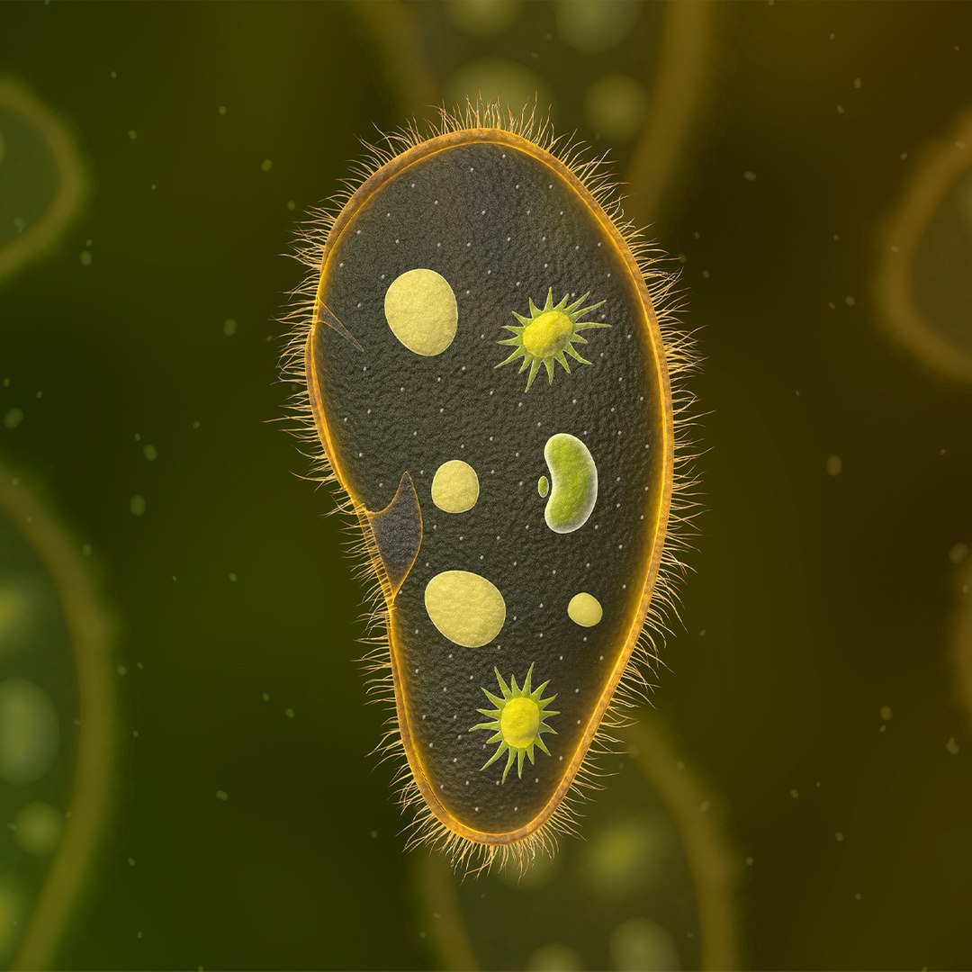 Paramecium Protozoa 3D Model - TurboSquid 2180178