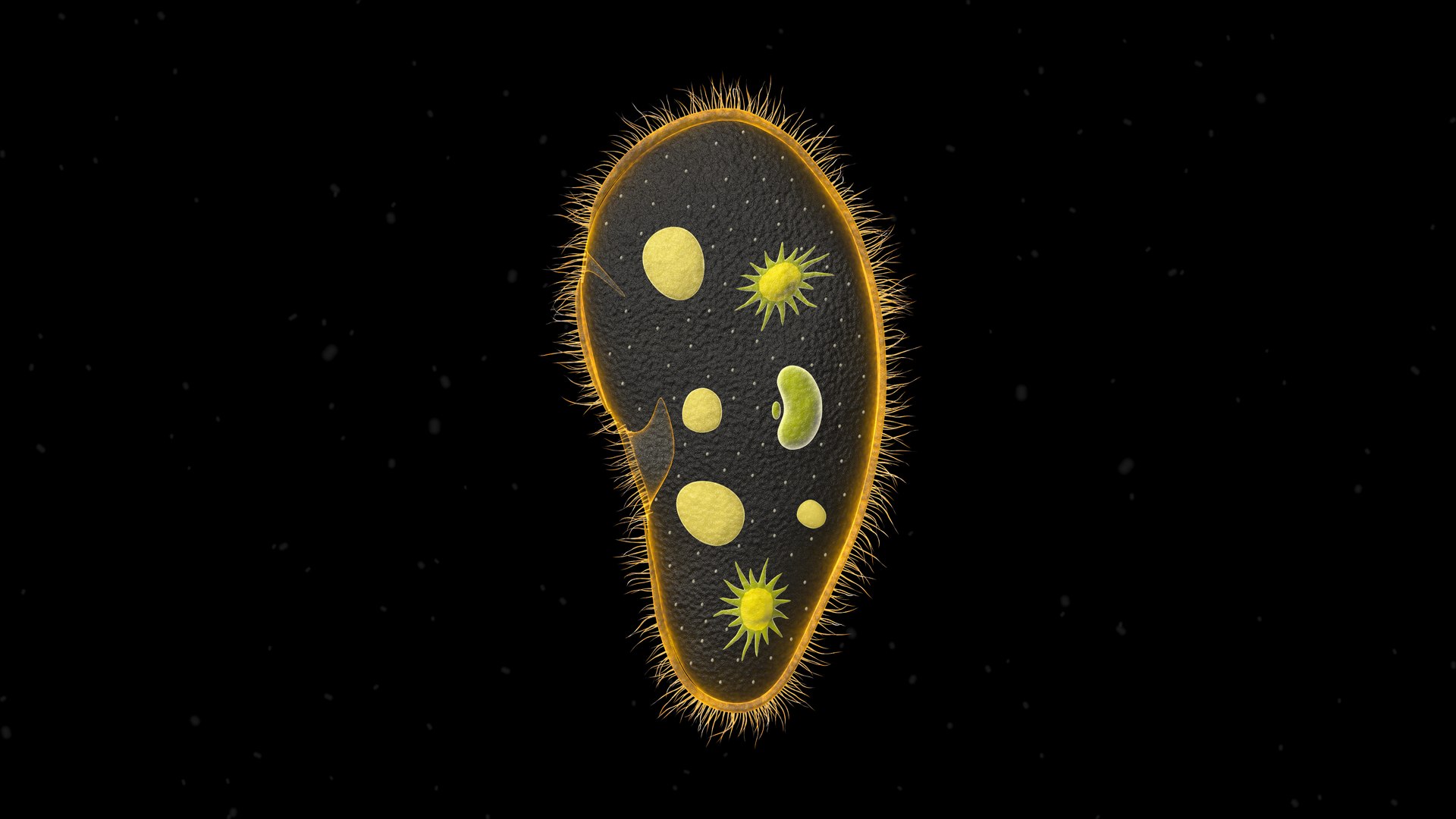 Paramecium Protozoa 3D Model - TurboSquid 2180178