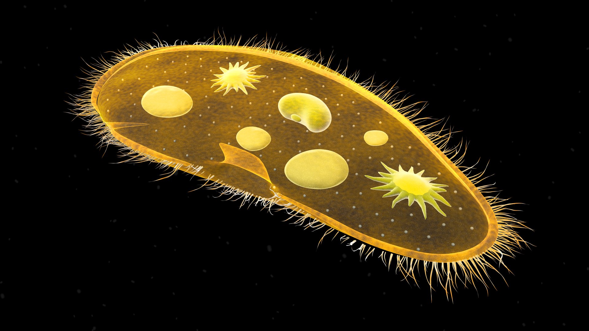 Paramecium protozoa 3D model - TurboSquid 2180178