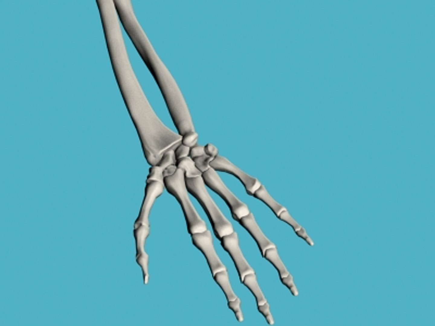 3d arm bones