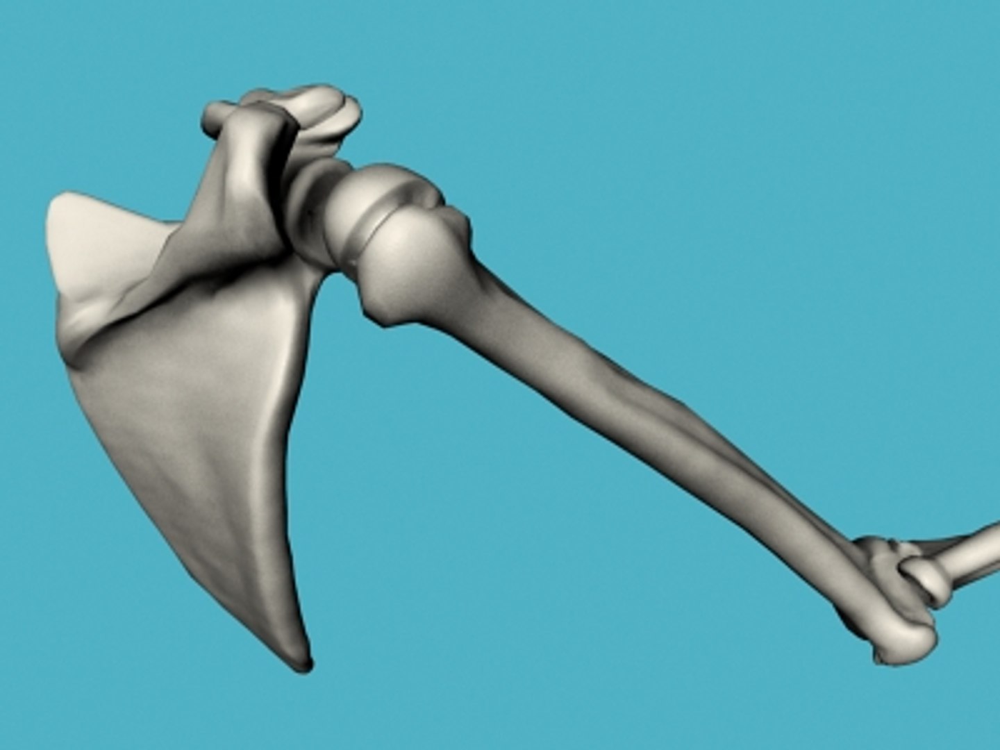 3d arm bones