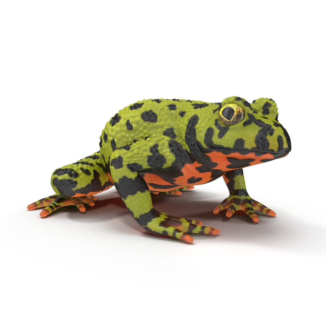 3d Model Bellied Toad Frog Pose