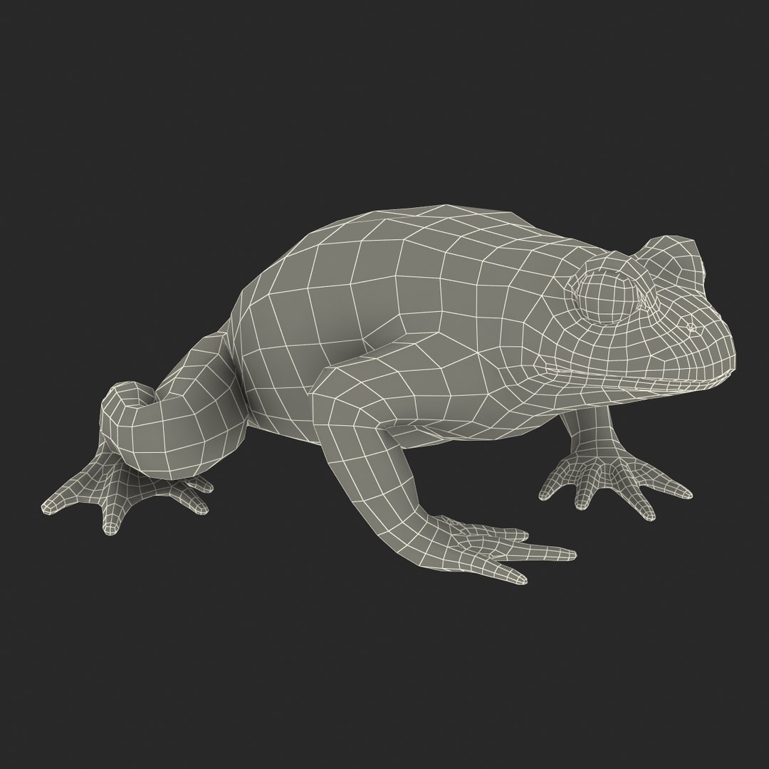 3d Model Bellied Toad Frog Pose
