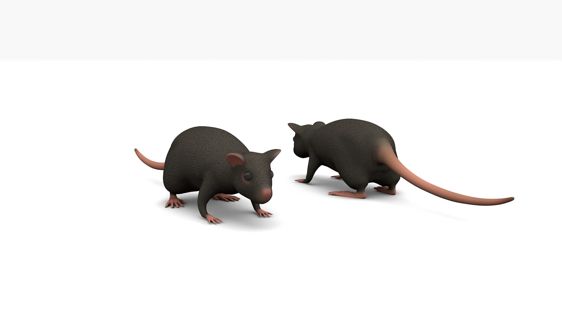 Rat 3D Model - TurboSquid 2079245