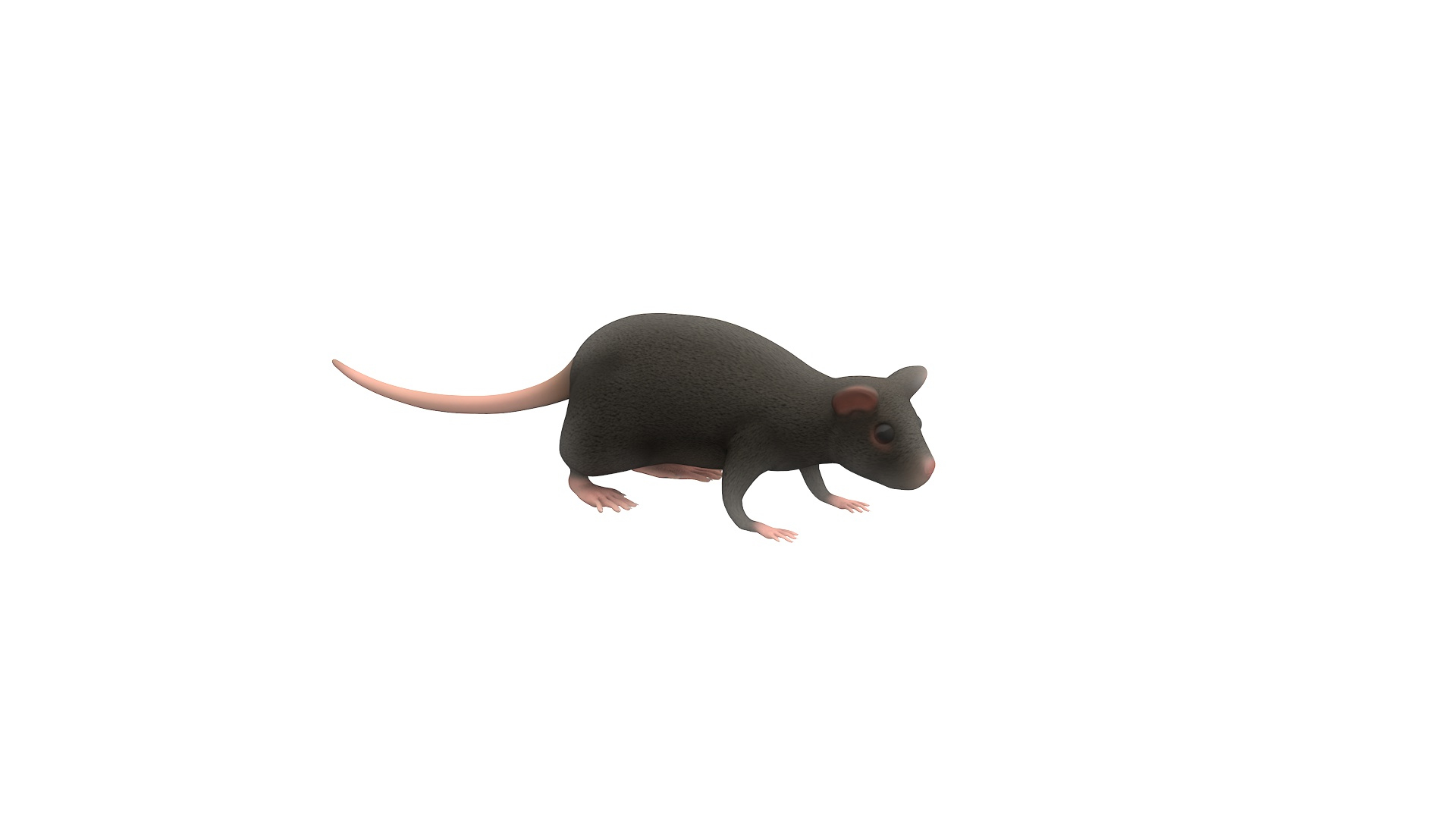 Rat 3D Model - TurboSquid 2079245