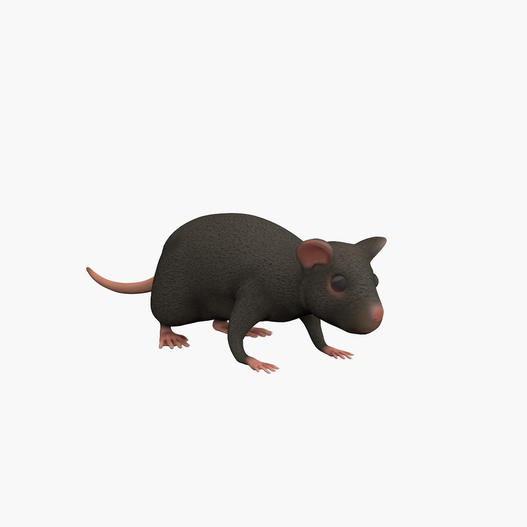 Rat 3D model - TurboSquid 2079245