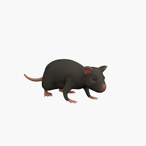 Blender Rat Models | TurboSquid