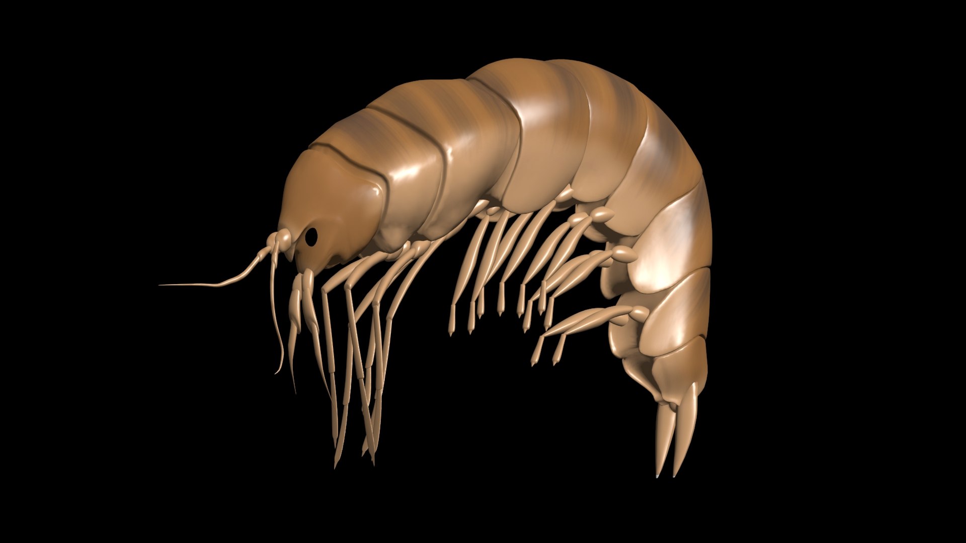 Amphipoda gammaridae 3D model - TurboSquid 1294522