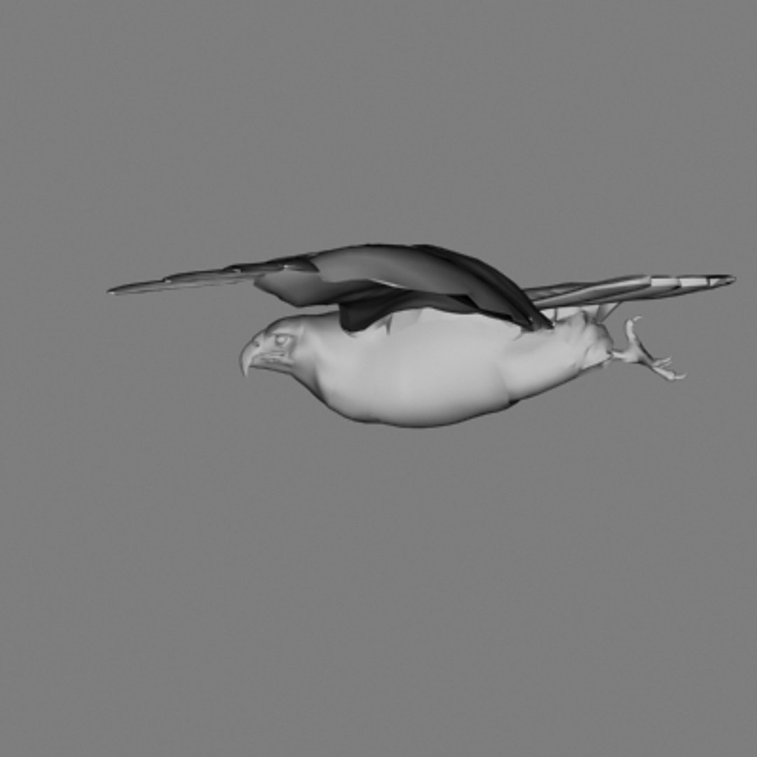 Hawk Bird 3d Model