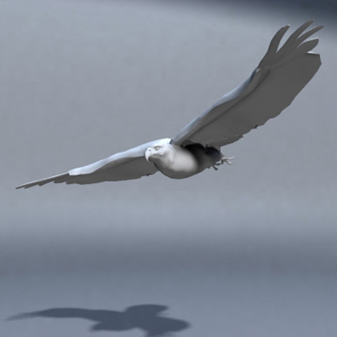 Hawk Bird 3d Model