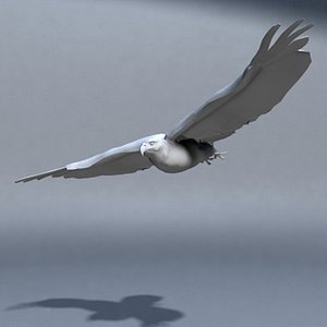 3D Hawk Models - Browse & Download Formats - TurboSquid