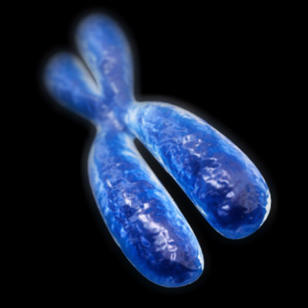 chromosome 3d model