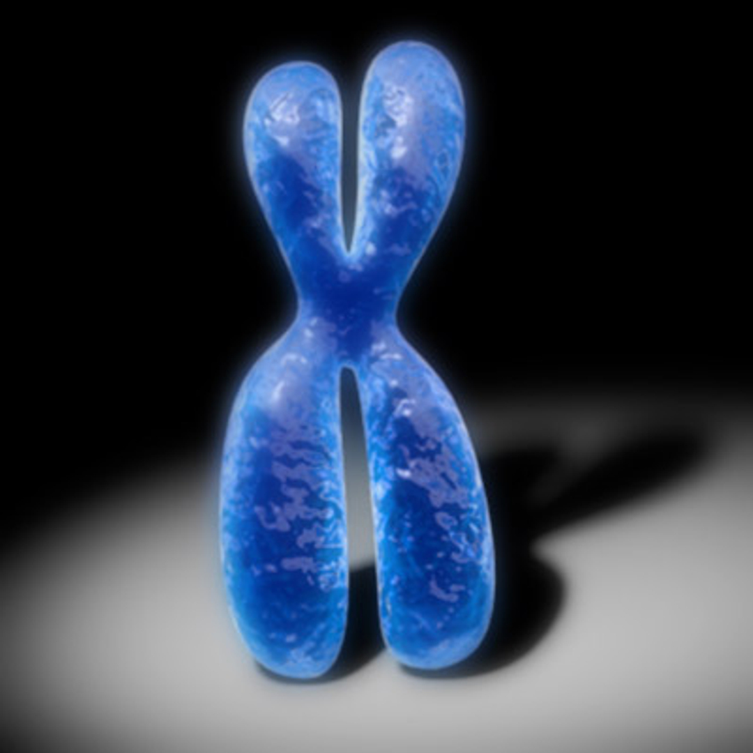 chromosome 3d model