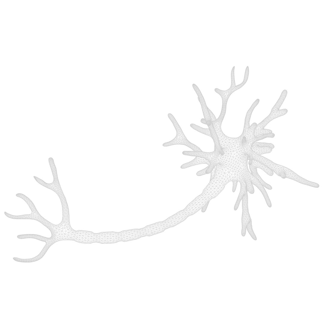 Human Neuron 3D Model - TurboSquid 1824281