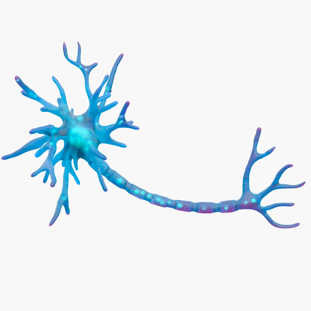 Human Neuron 3D Model - TurboSquid 1824281