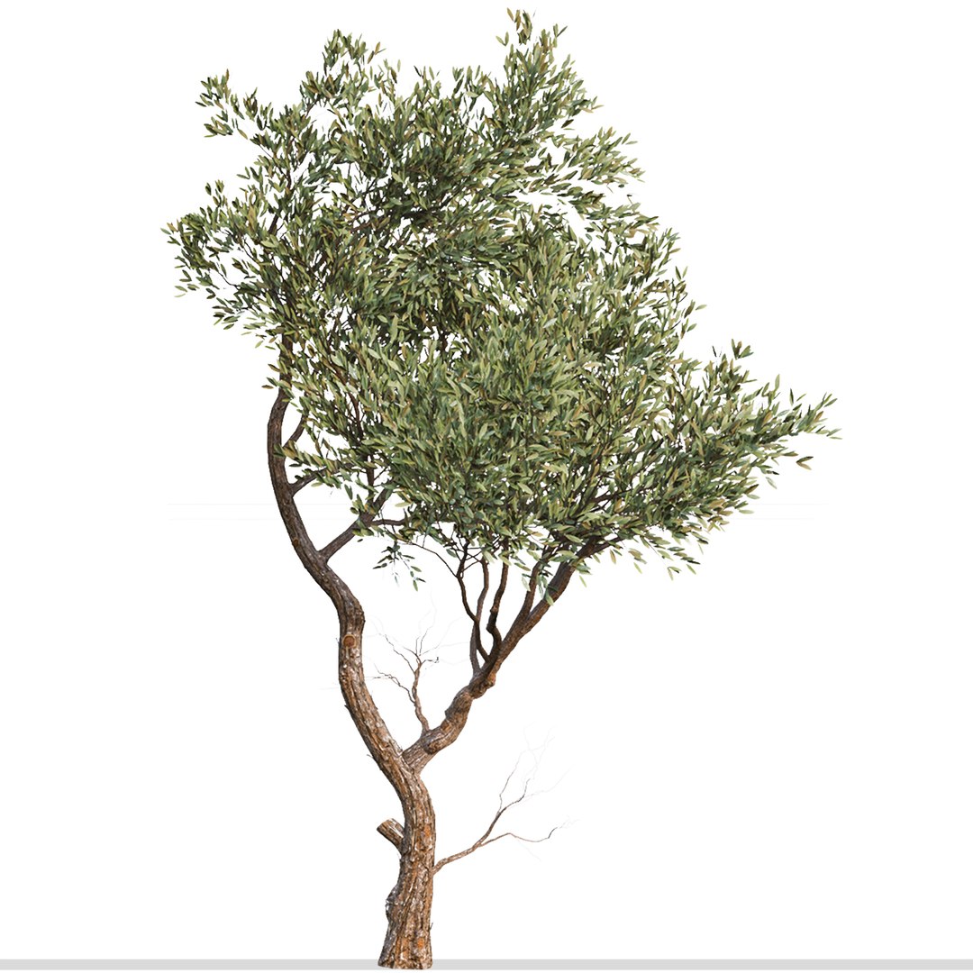 3D Set Of Fruitless Olive Or Olea Europaea Trees - 2 Trees - TurboSquid 1994167