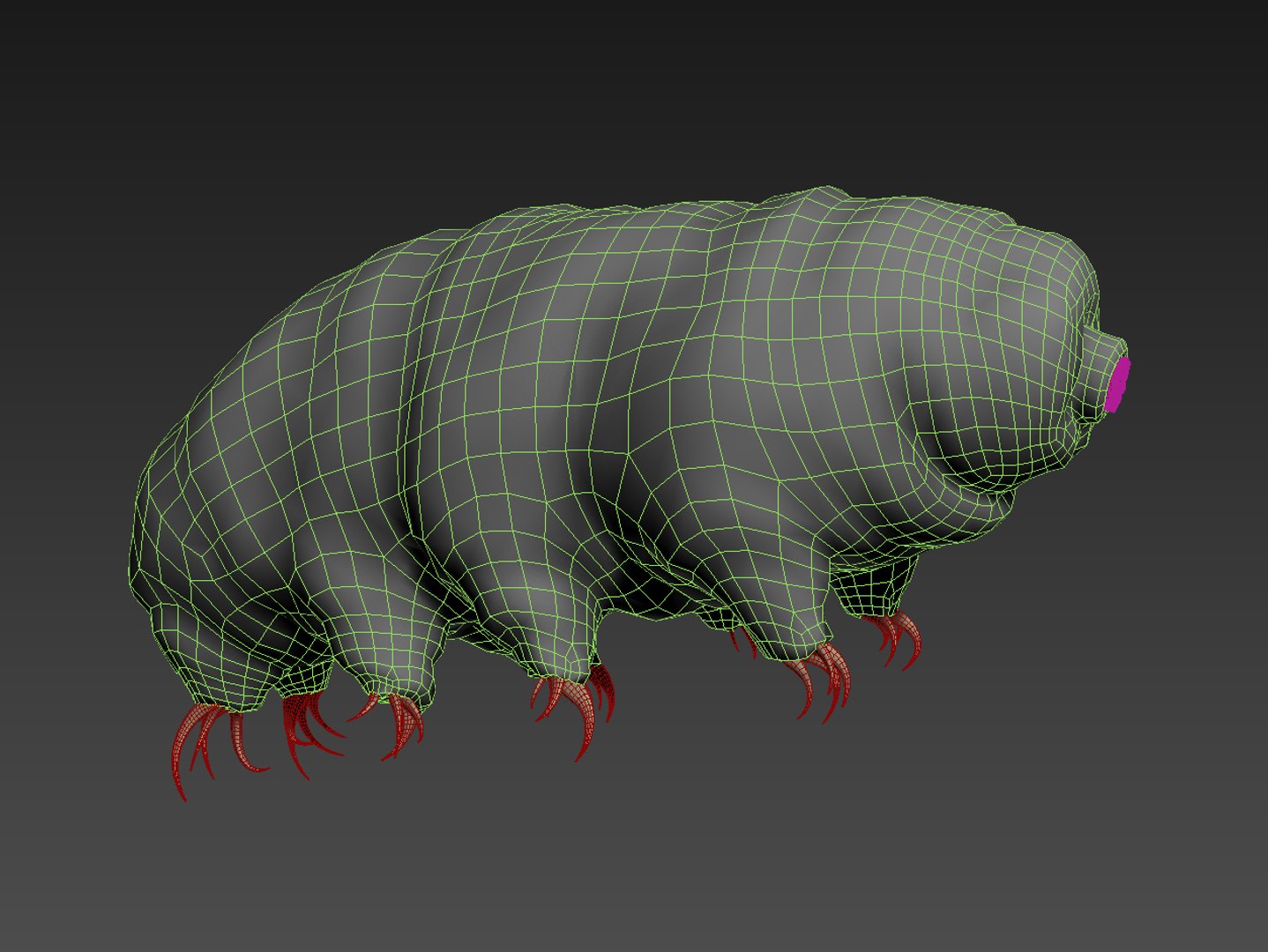 Tardigrades Water Bears 3D Model - TurboSquid 1250409