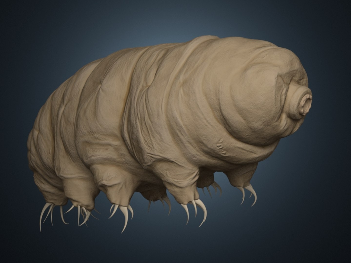 Tardigrades Water Bears 3D Model - TurboSquid 1250409