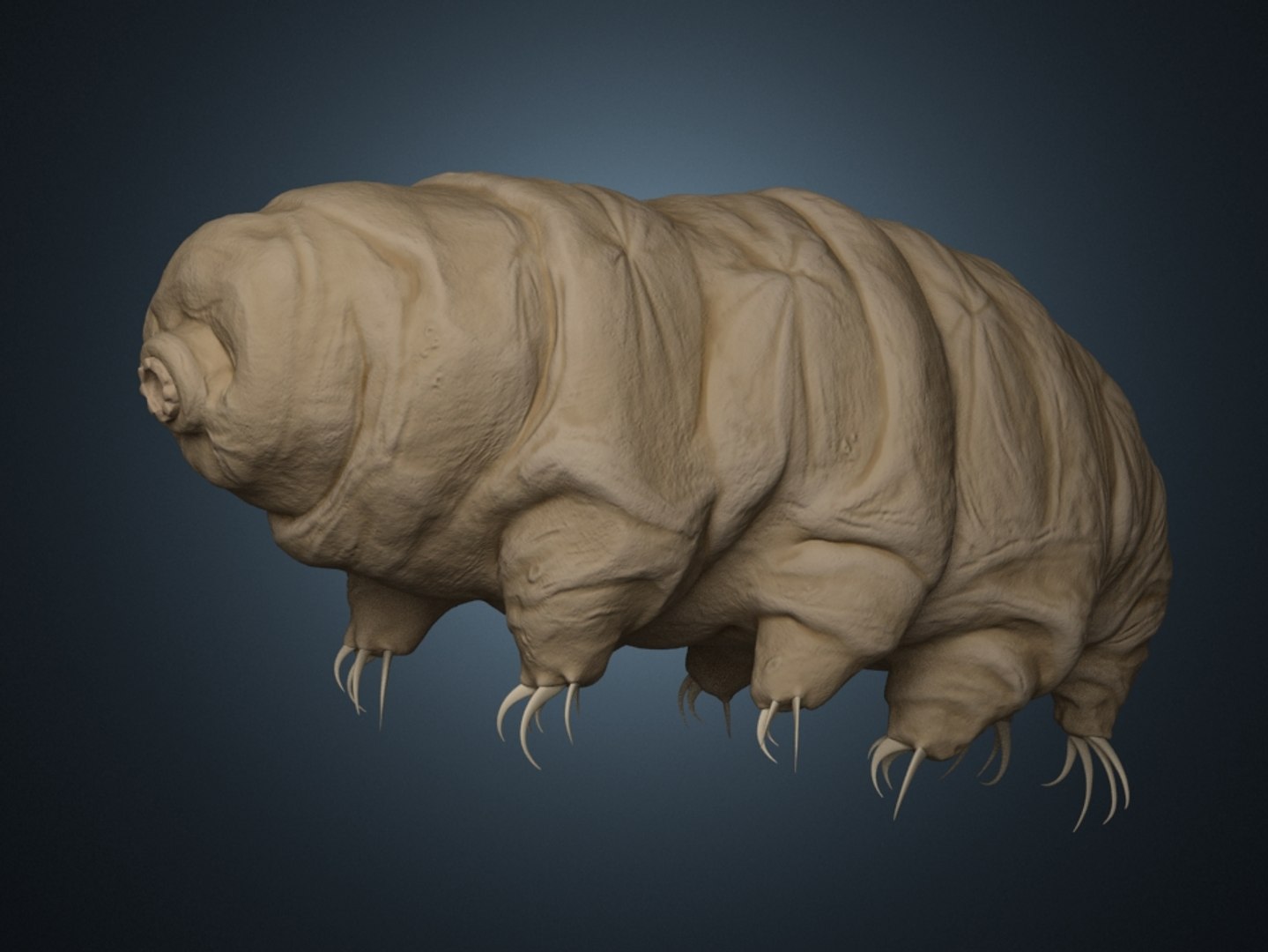 Tardigrades Water Bears 3D Model - TurboSquid 1250409