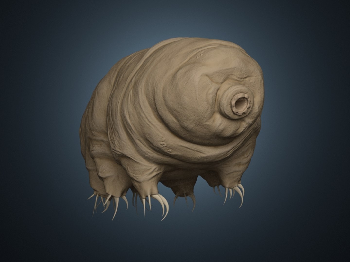 Tardigrades Water Bears 3D Model - TurboSquid 1250409