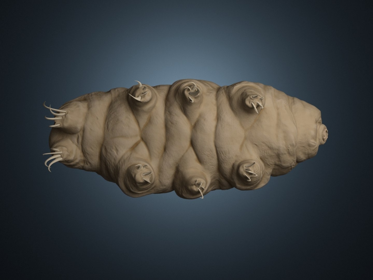 Tardigrades Water Bears 3D Model - TurboSquid 1250409