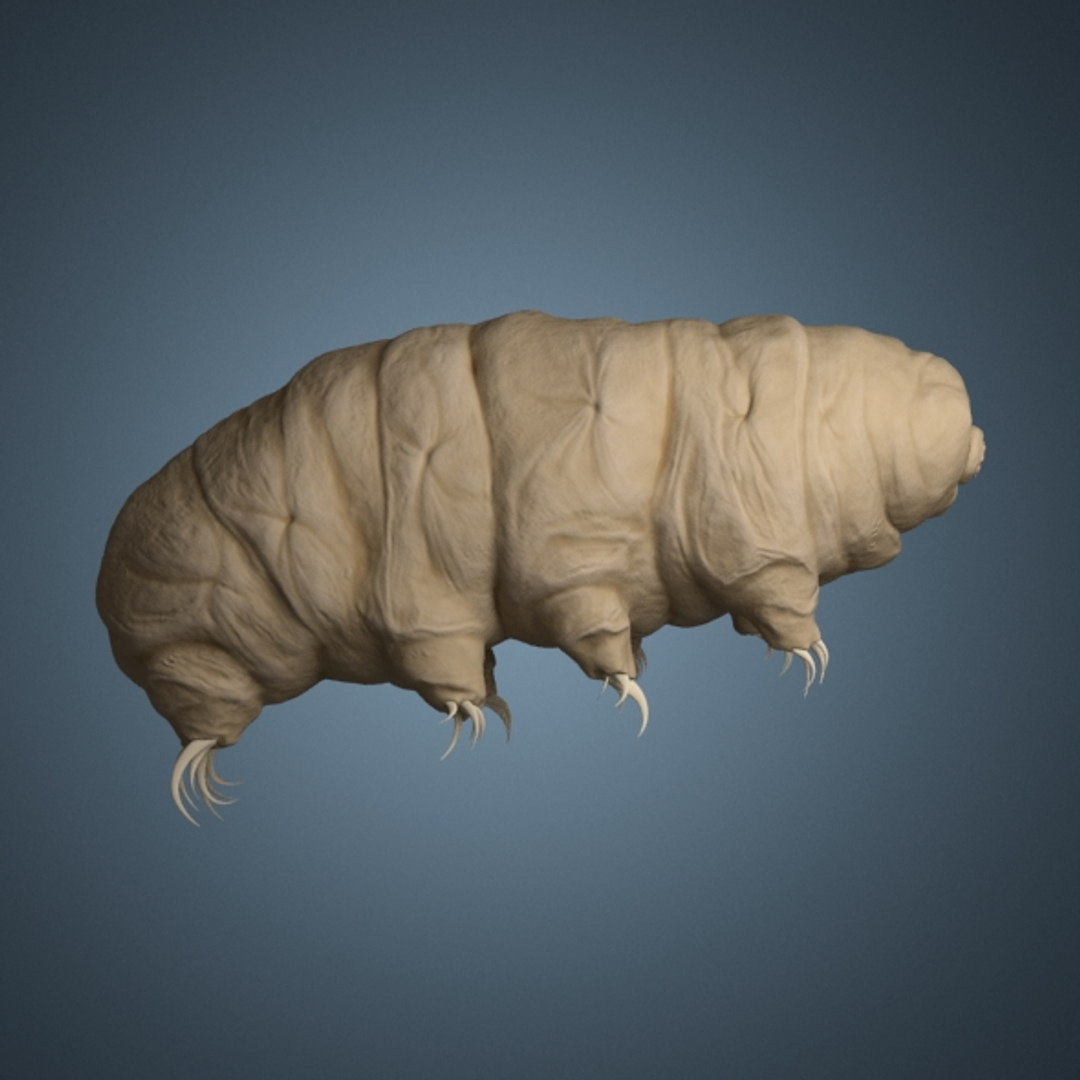 Tardigrades Water Bears 3D Model - TurboSquid 1250409