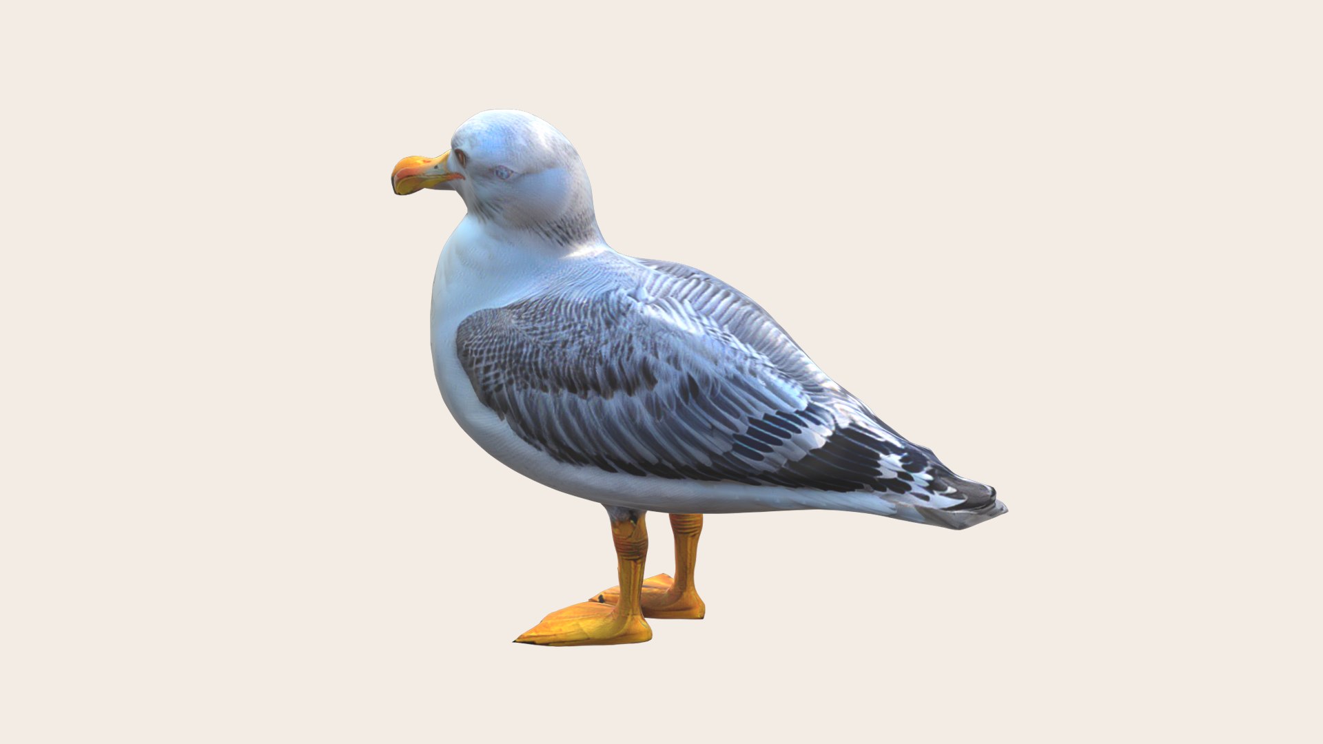 Seagull 3D Model - TurboSquid 2198464