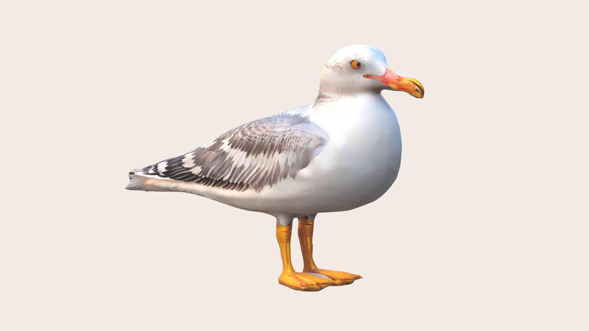 Seagull 3D Model - TurboSquid 2198464