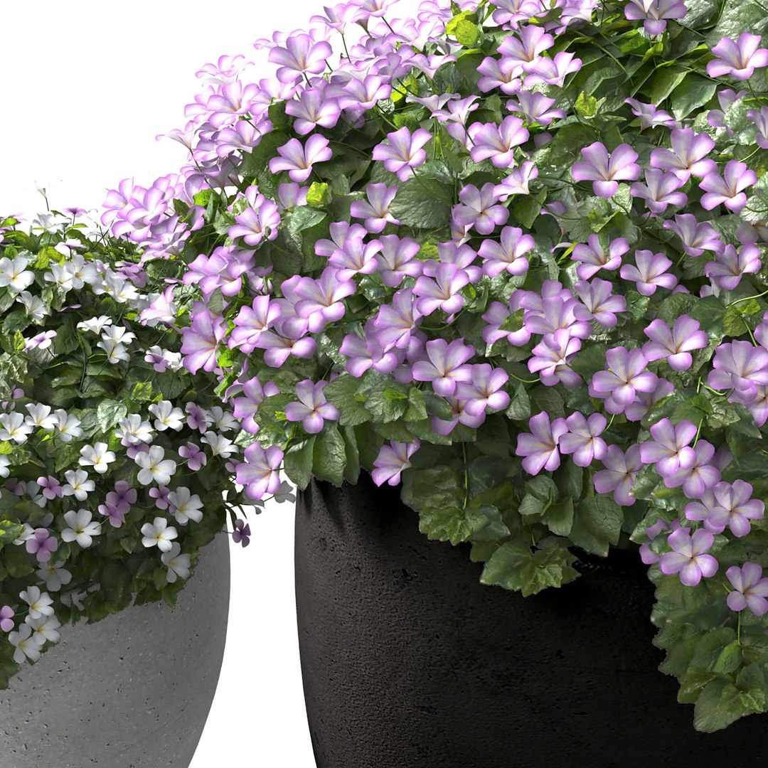 3D Model Flowerbed In A Garden Pot Flowers Garden Plant Patio ...