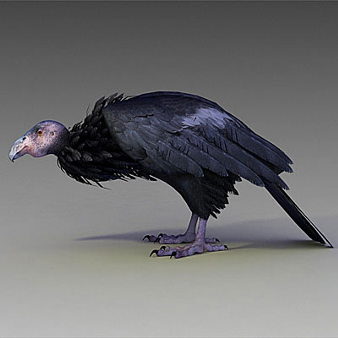 3ds Max California Condor Bird