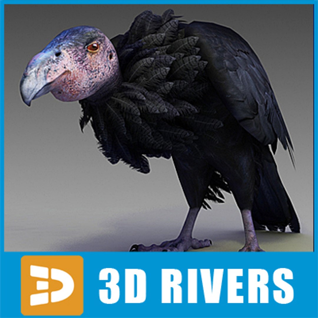 3ds Max California Condor Bird