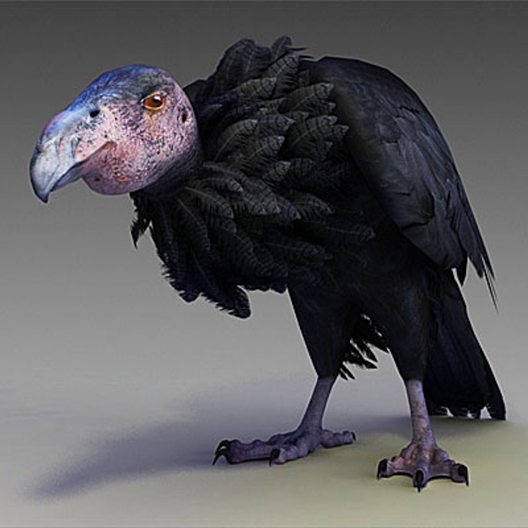 3ds Max California Condor Bird