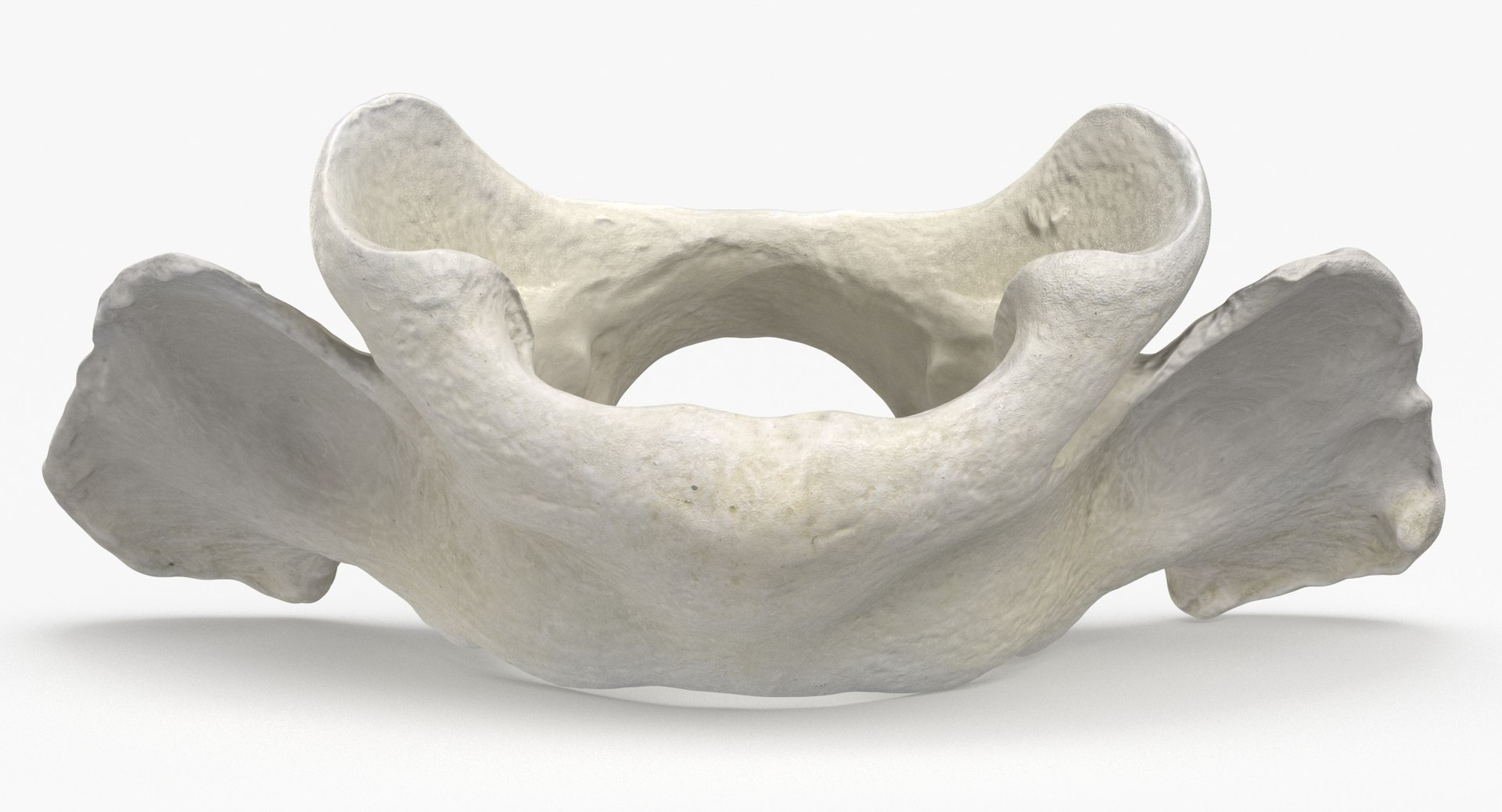3D Domestic Cat Cervical Vertebrae C1 Atlas 01 - TurboSquid 1828879