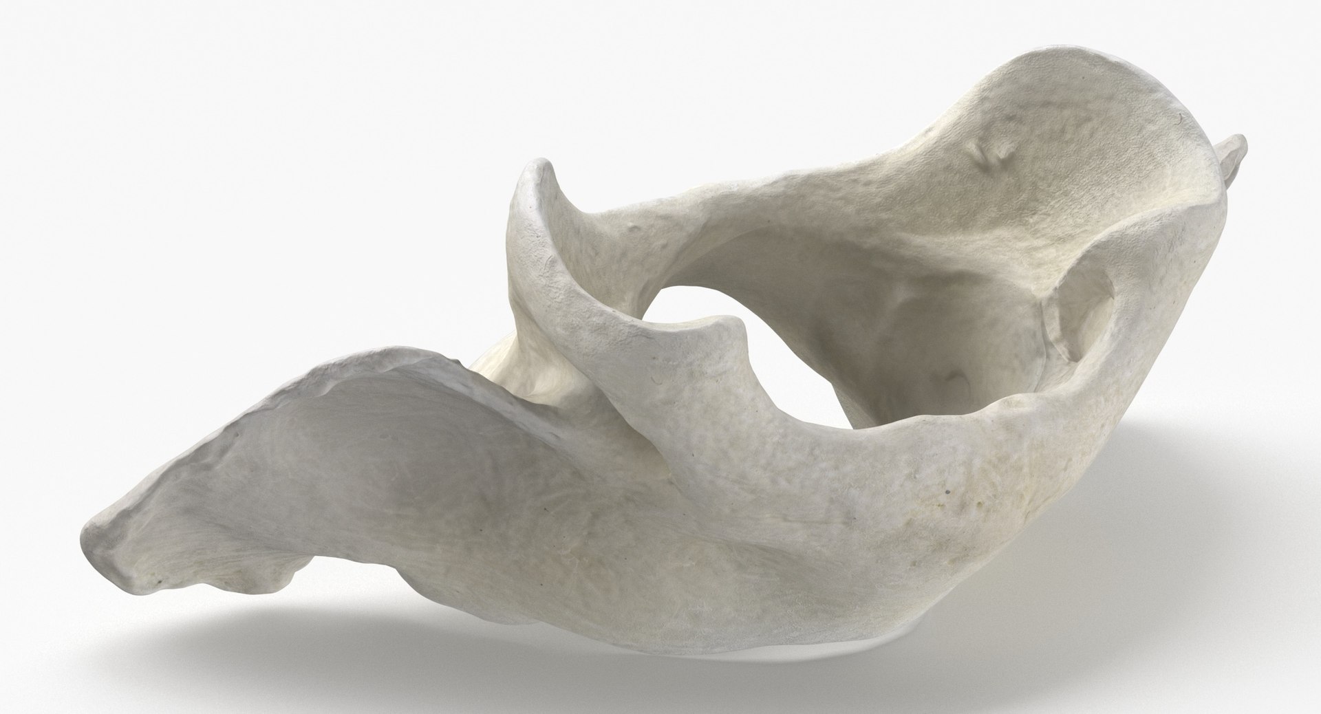 3D Domestic Cat Cervical Vertebrae C1 Atlas 01 - TurboSquid 1828879