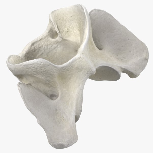 3D Domestic Cat Cervical Vertebrae C1 Atlas 01 - TurboSquid 1828879