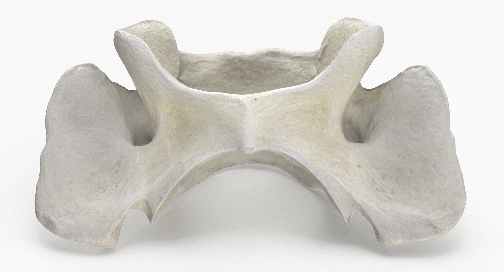 3D Domestic Cat Cervical Vertebrae C1 Atlas 01 - TurboSquid 1828879