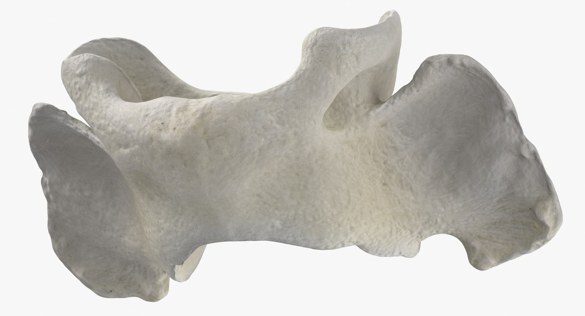 3D Domestic Cat Cervical Vertebrae C1 Atlas 01 - TurboSquid 1828879