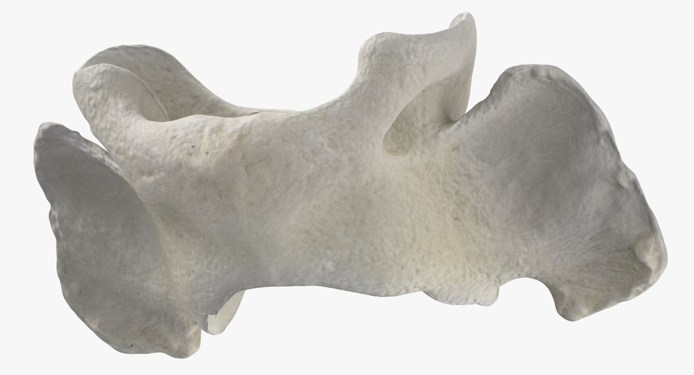 3D Domestic Cat Cervical Vertebrae C1 Atlas 01 - TurboSquid 1828879