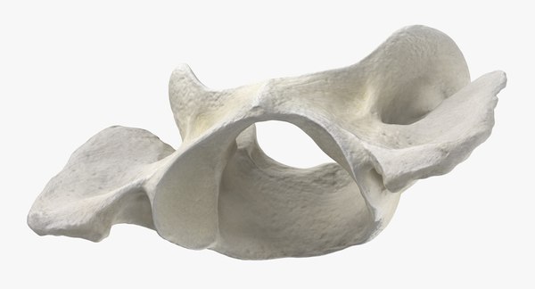 modelo 3d Vértebras cervicales de gato doméstico C1 Atlas 01 ...
